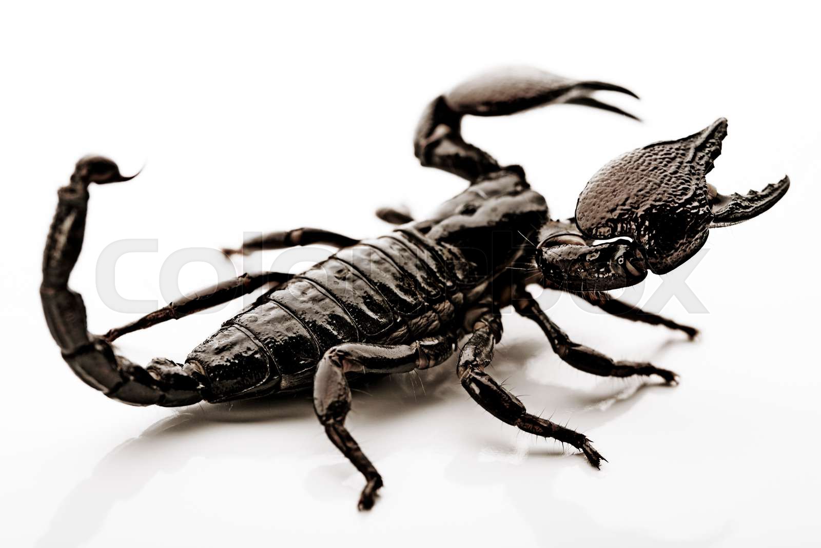 Black scorpion, egzotic animal bright theme | Stock image | Colourbox