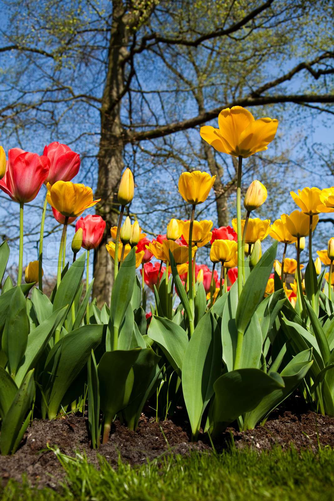 Tulips background, spring colorful vivid theme | Stock image | Colourbox