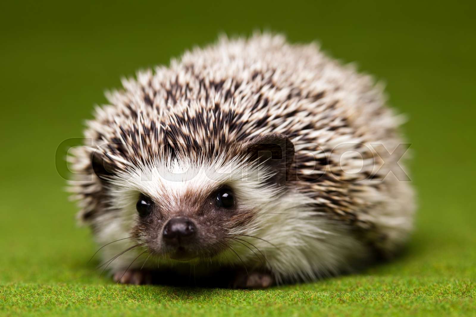 Hedgehog, bright colorful vivid theme | Stock image | Colourbox