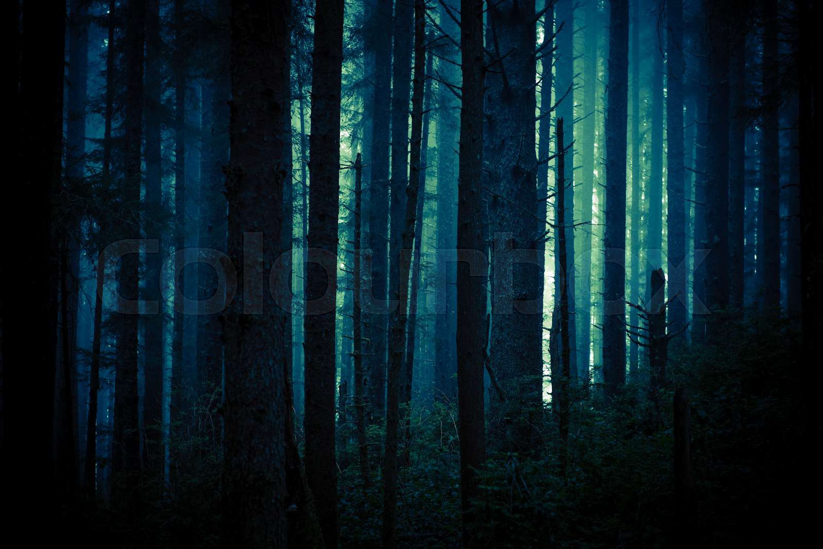 skov, uhyggelig, mørk | Stock foto | Colourbox