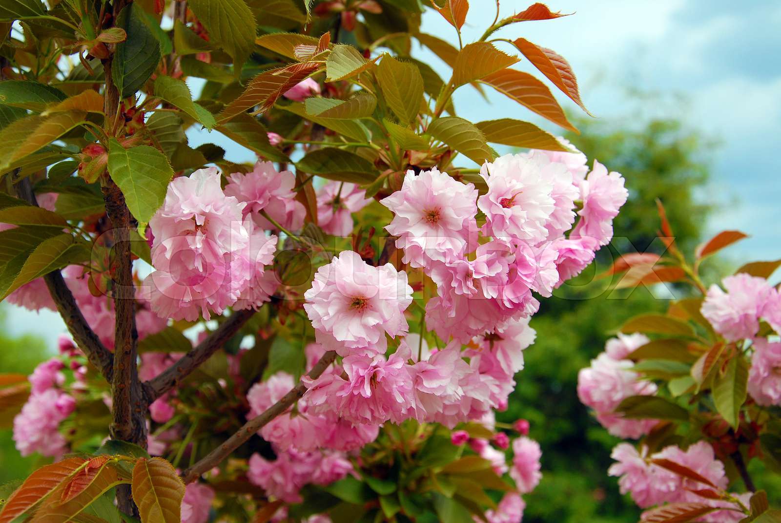 Japanese cherry blossom | Stock image | Colourbox