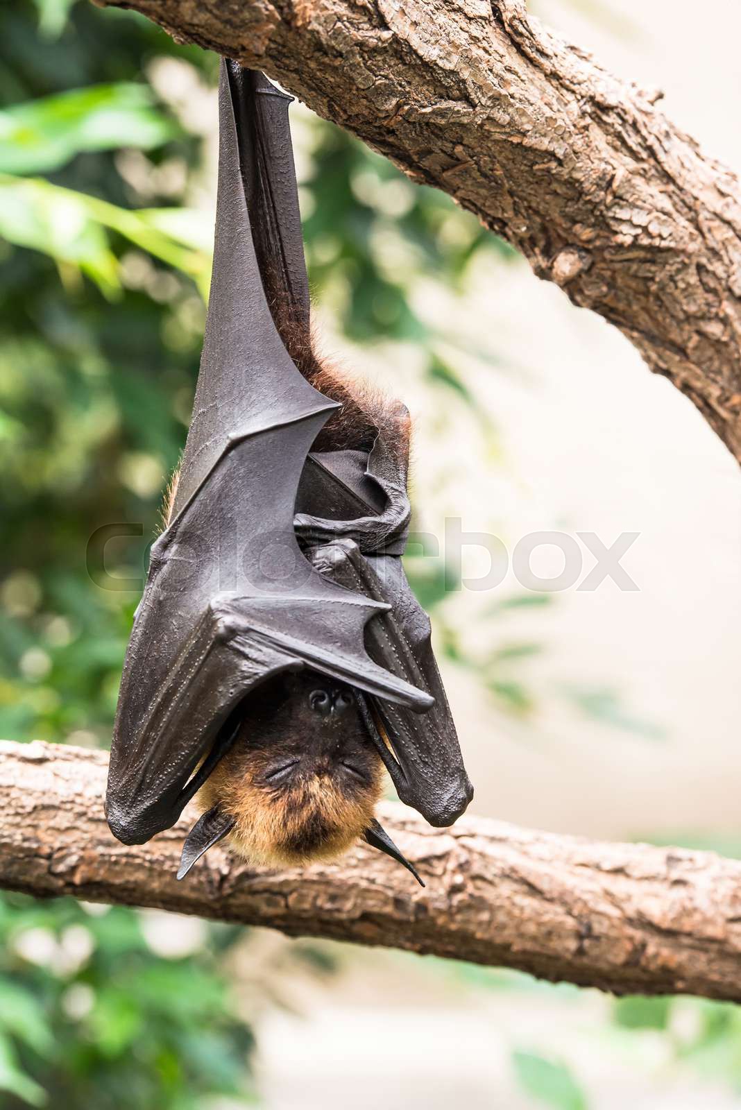 Fruit bat sleeping | Stock image | Colourbox