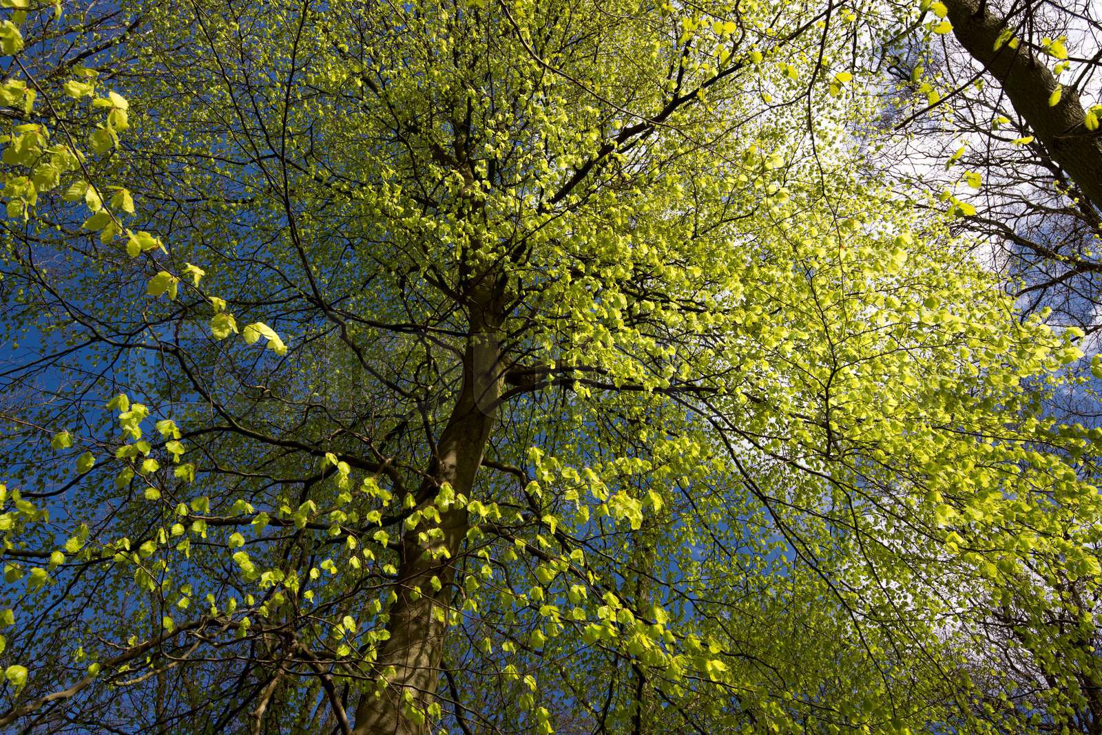 Sky blue beech | Stock image | Colourbox