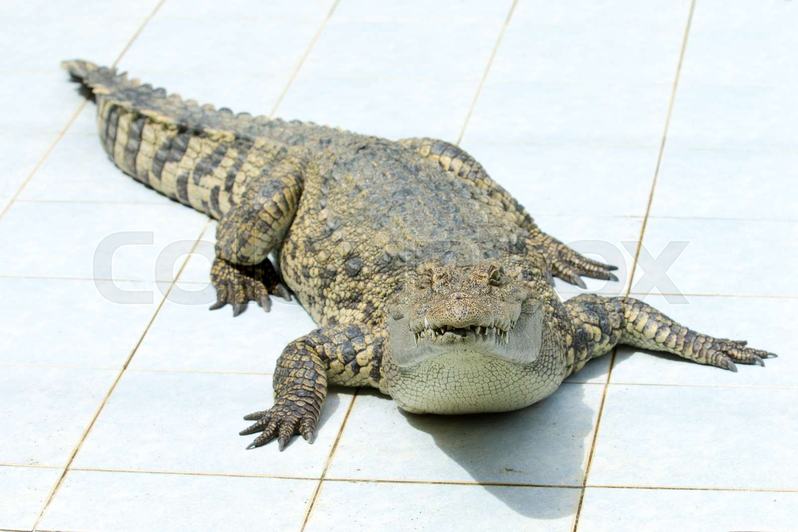 Alligator | Stock image | Colourbox