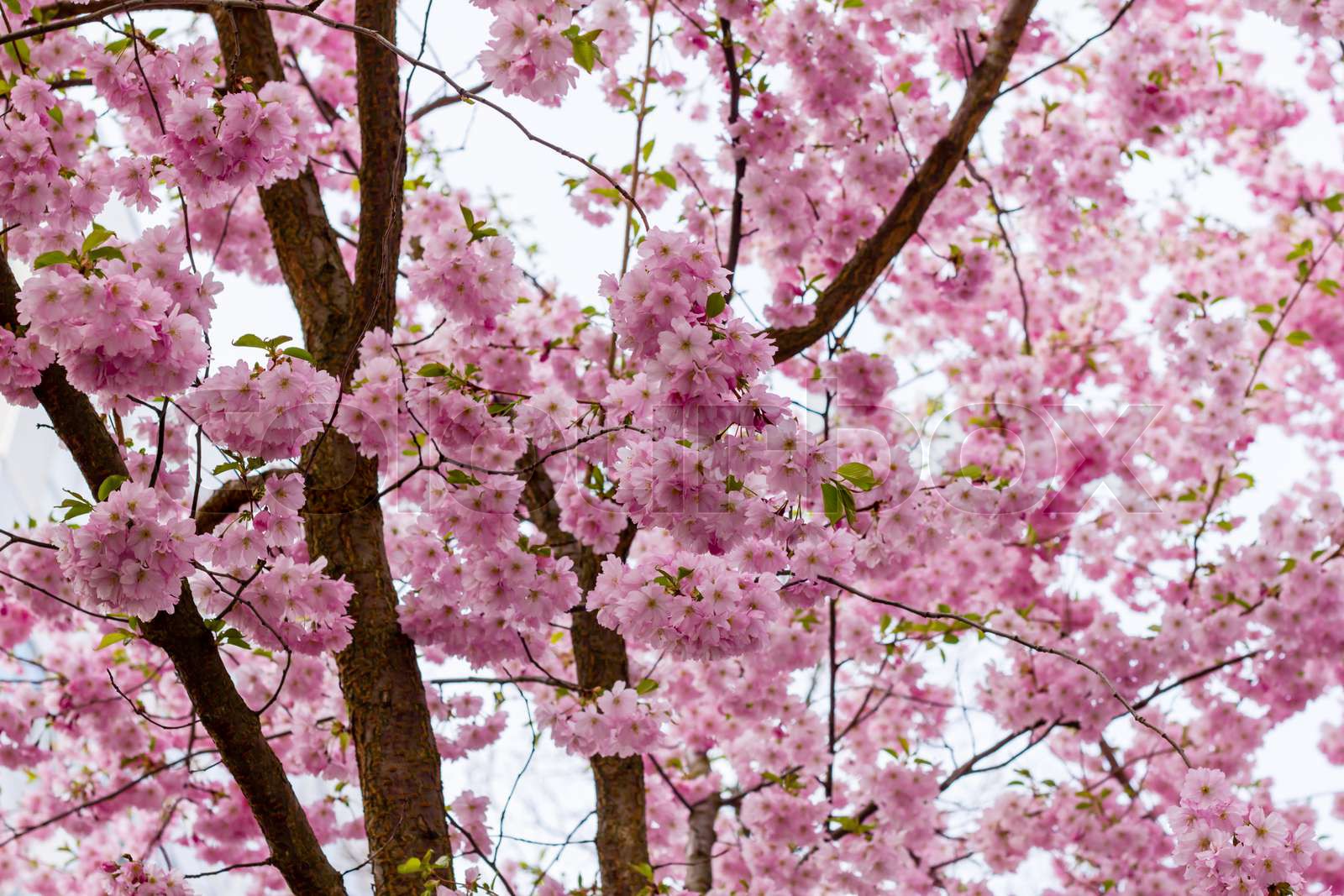 Pink Sakura flower blooming | Stock image | Colourbox