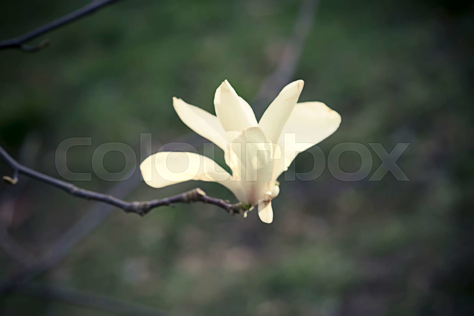 Magnolia flowers | Stock image | Colourbox