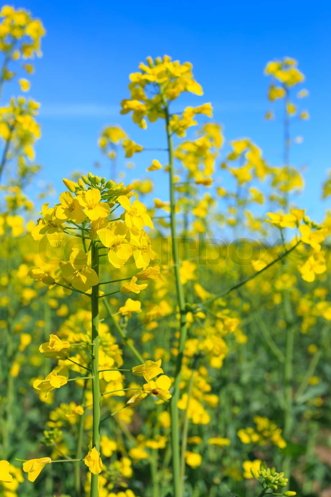 Rapseed | Stock image | Colourbox