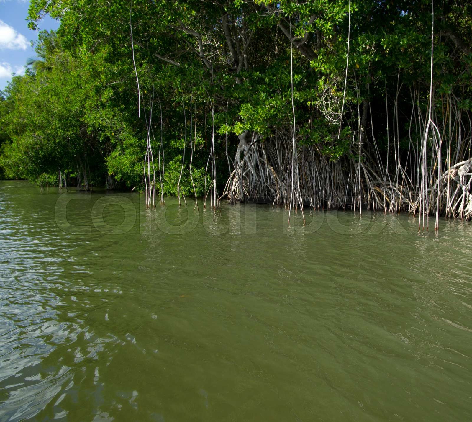 mangrove trees | Stock image | Colourbox