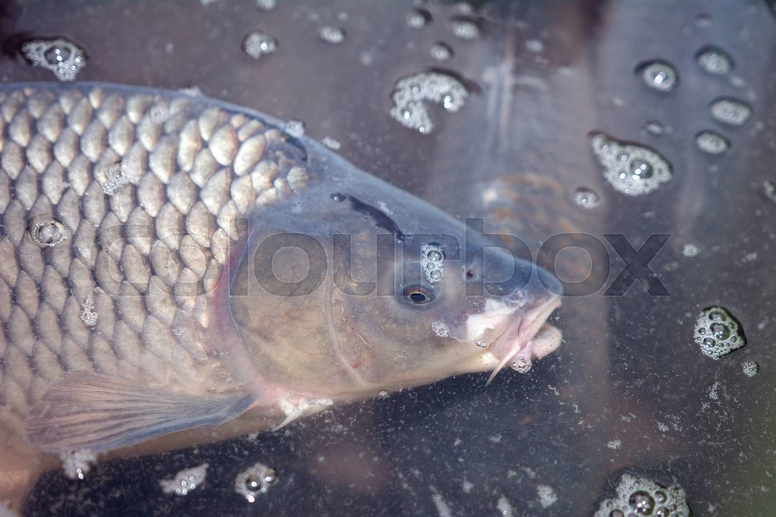 Carp head | Stock image | Colourbox