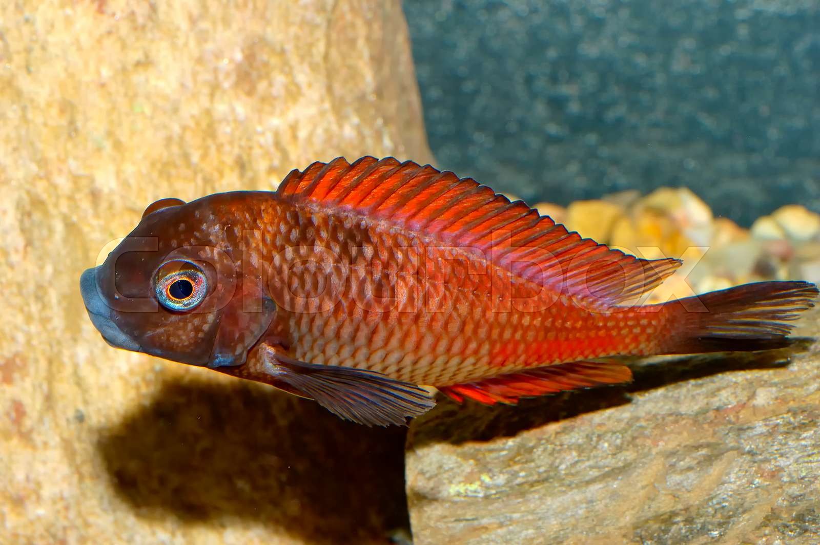 Tropheus fish | Stock image | Colourbox
