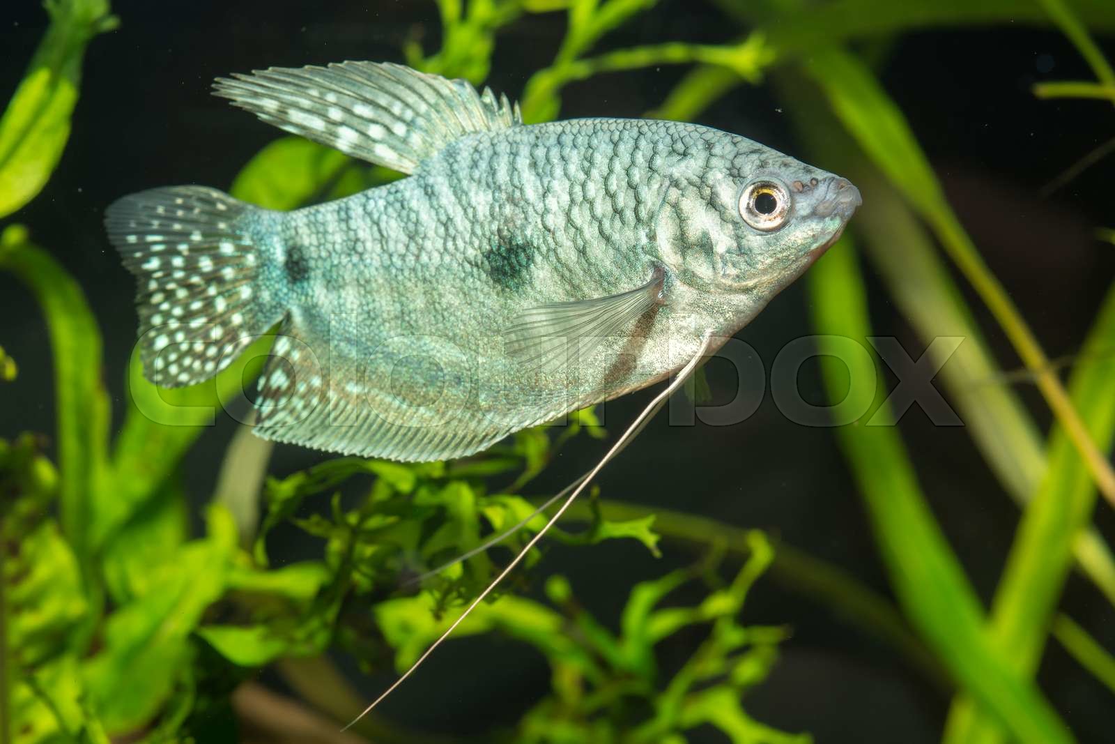 Gurami fish | Stock image | Colourbox