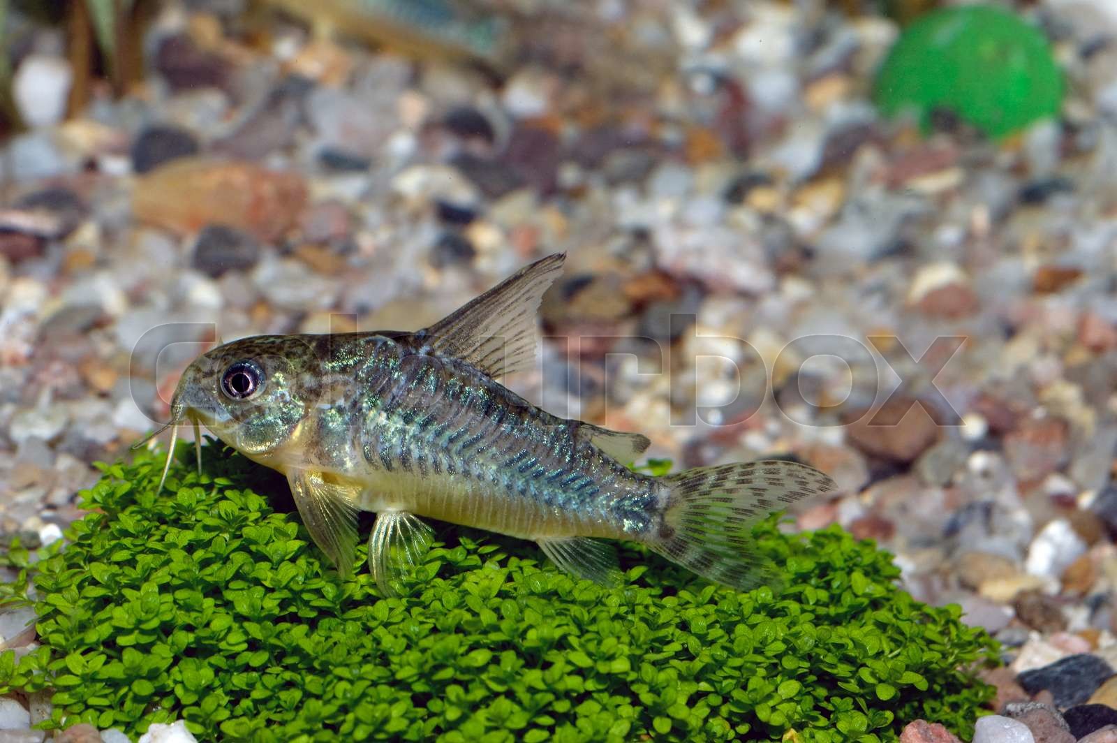 Corydoras fish | Stock image | Colourbox
