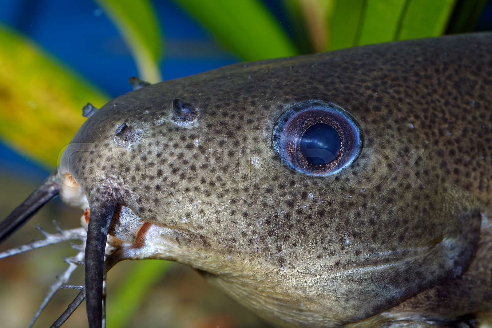Catfish head | Stock image | Colourbox