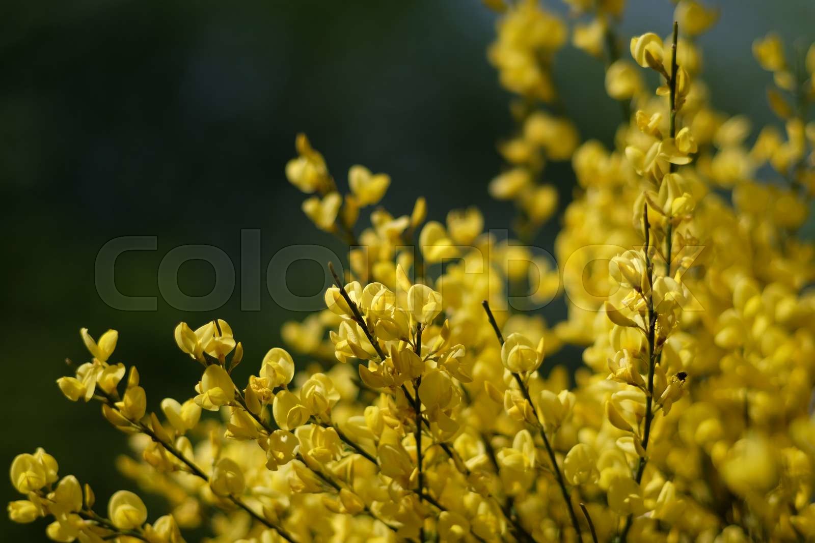 Common or Scotch yellow Broom | Stock image | Colourbox