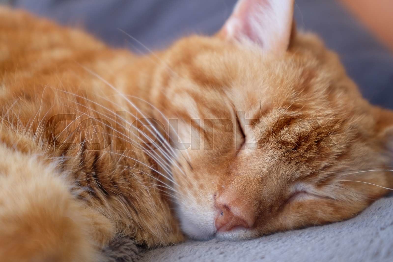 Sleeping ginger cat | Stock image | Colourbox