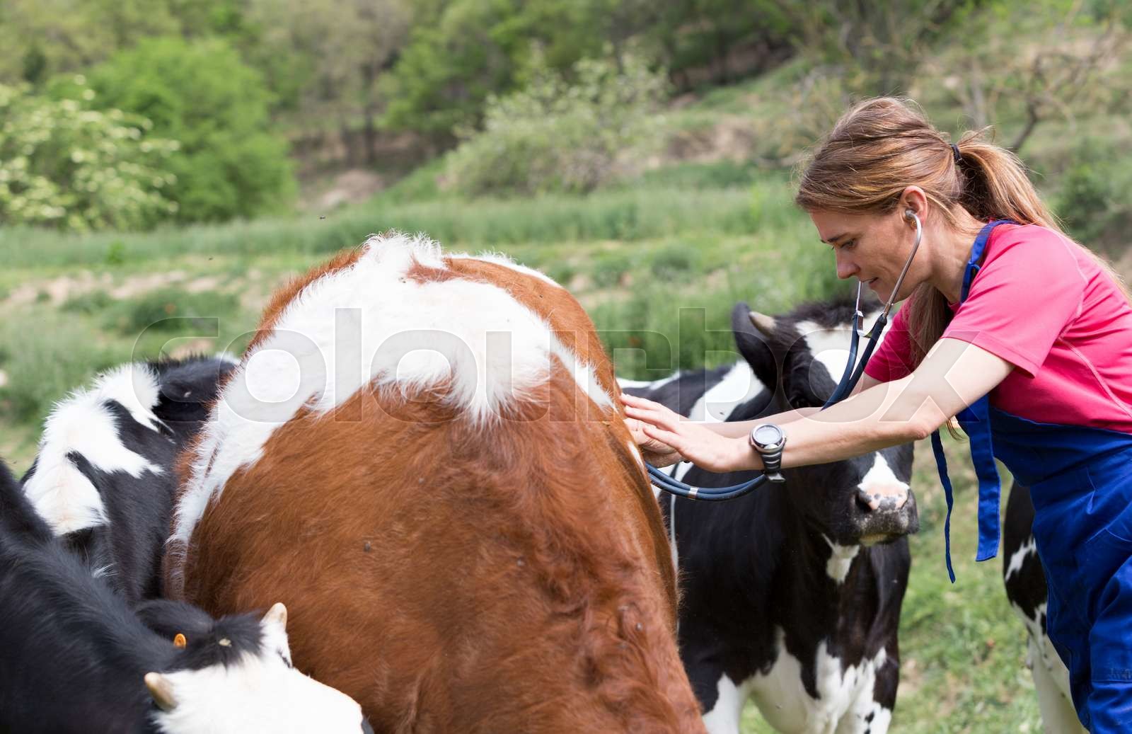 Veterinary on a farm | Stock image | Colourbox