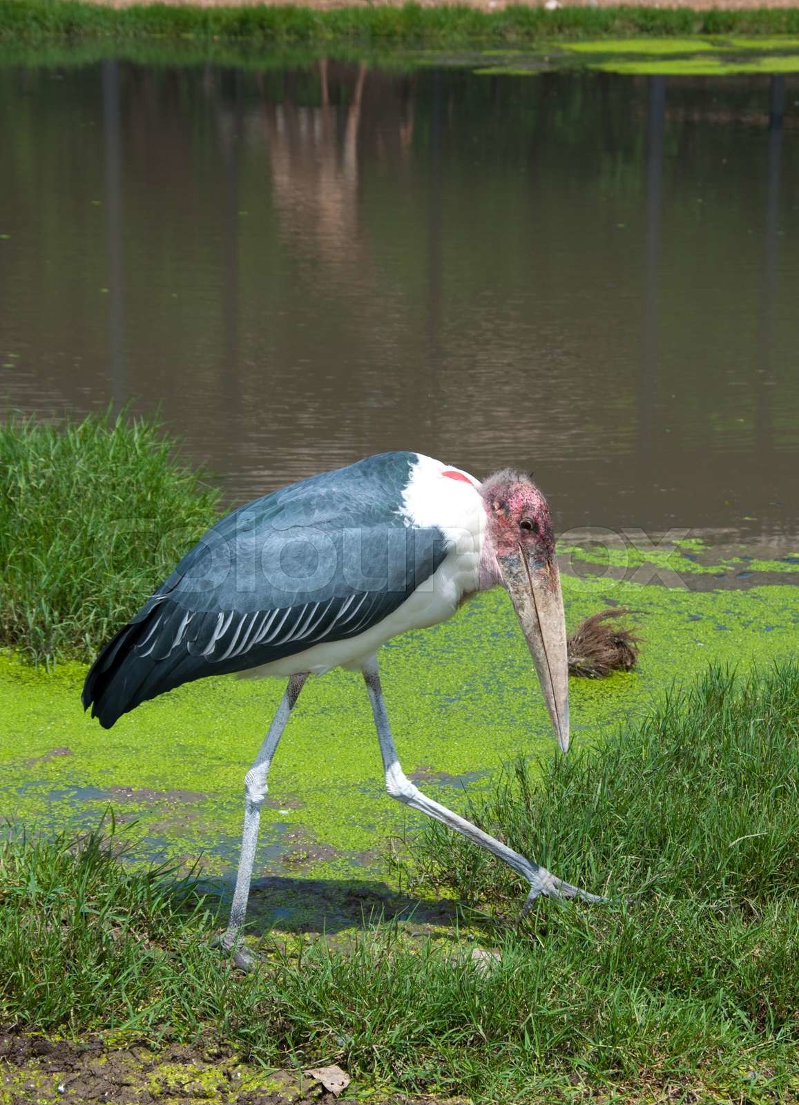 Marabou Stork in zoo | Stock image | Colourbox