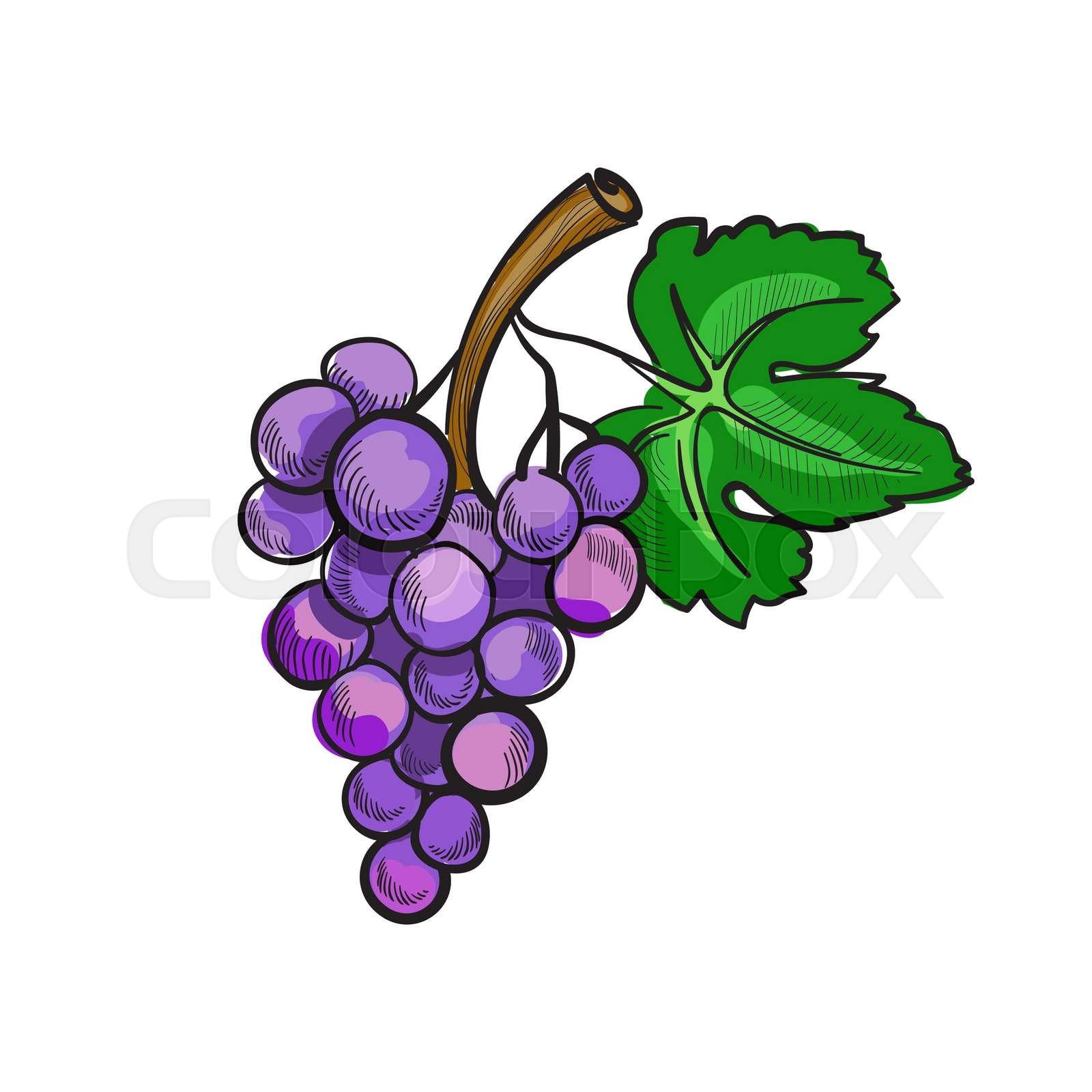 Illustration of hand drawn doodle grapes | Stock vector | Colourbox