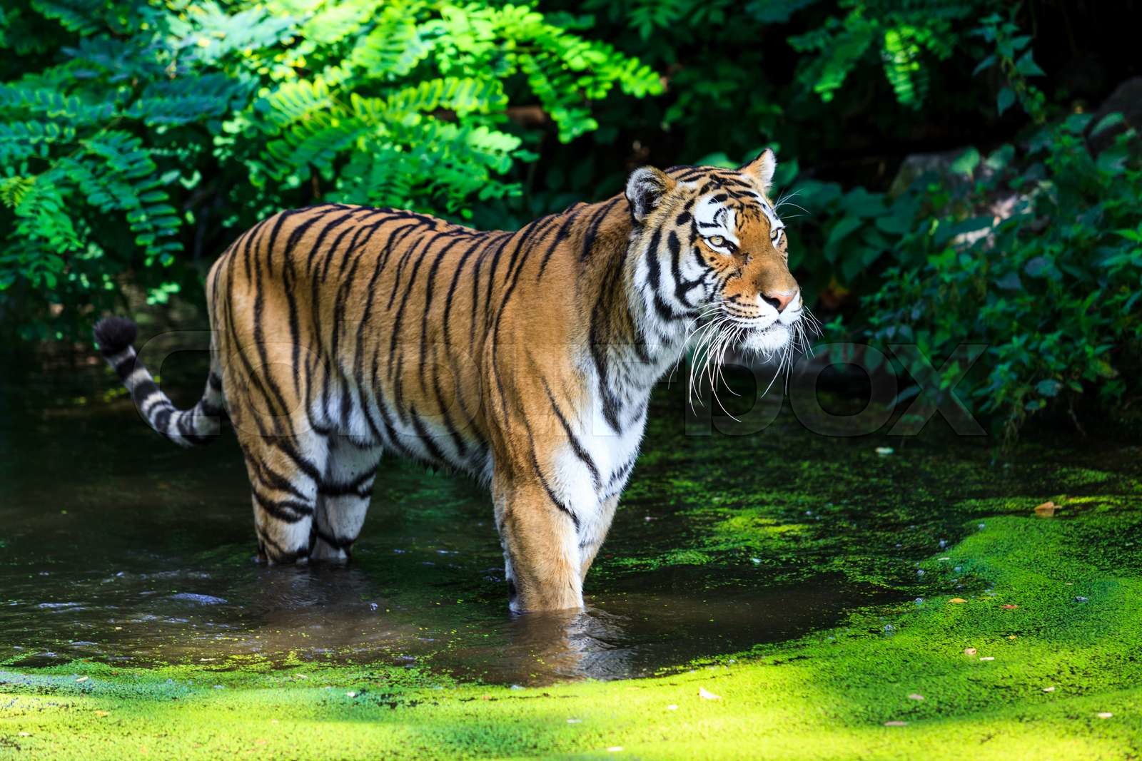 Tiger in water | Stock image | Colourbox
