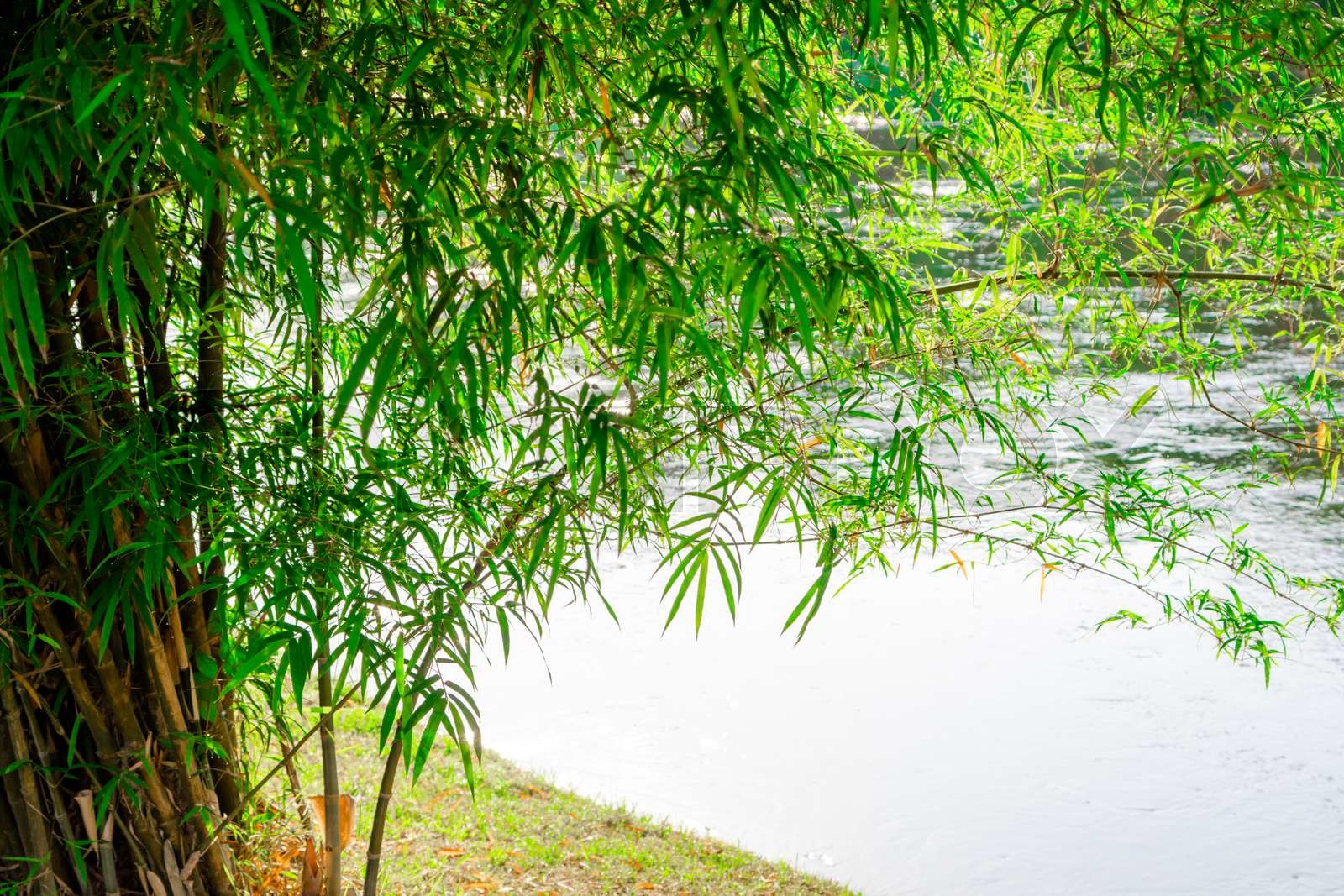 Bamboo | Stock image | Colourbox