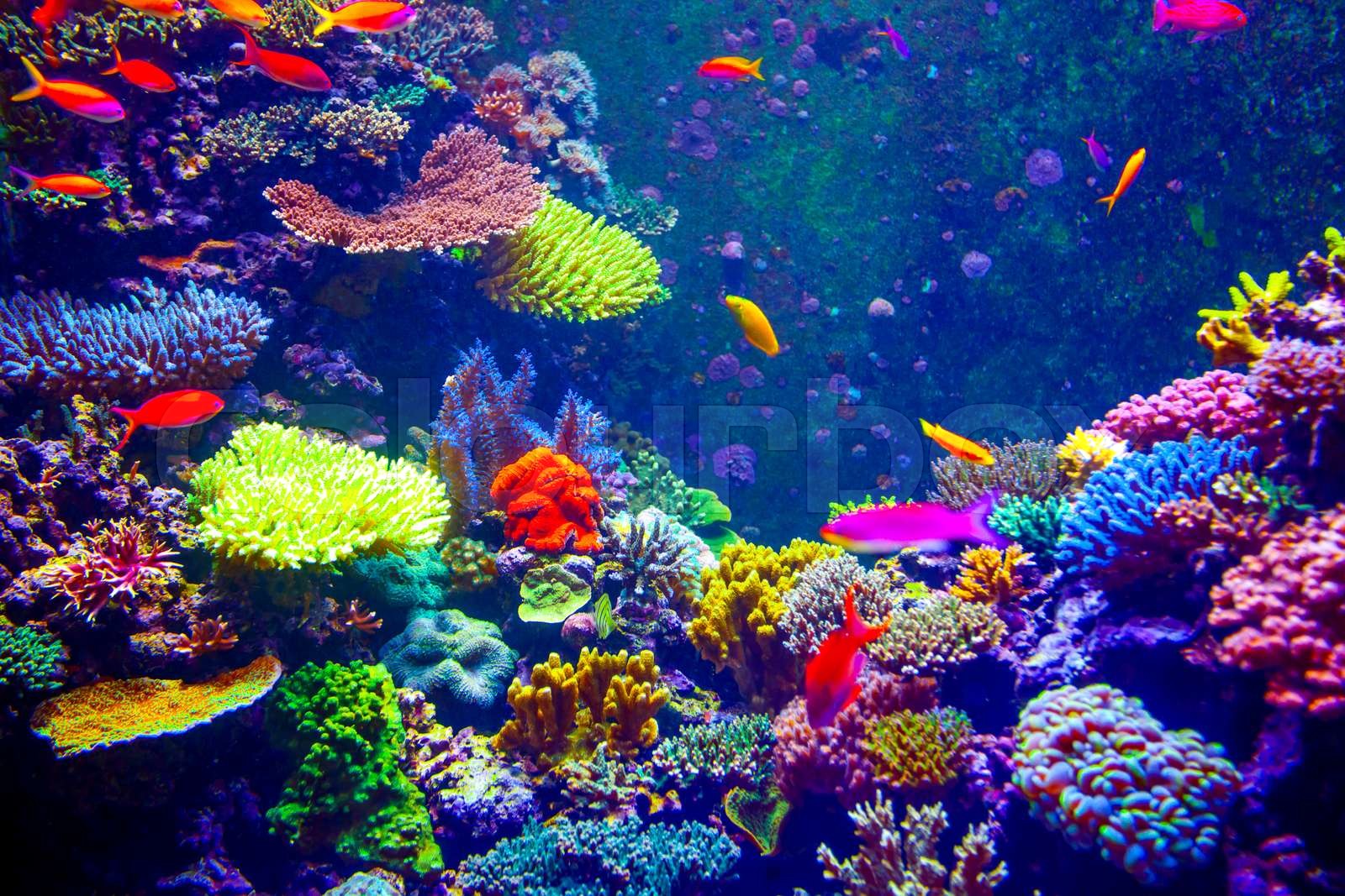 Coral Reef and Tropical Fish | Stock image | Colourbox
