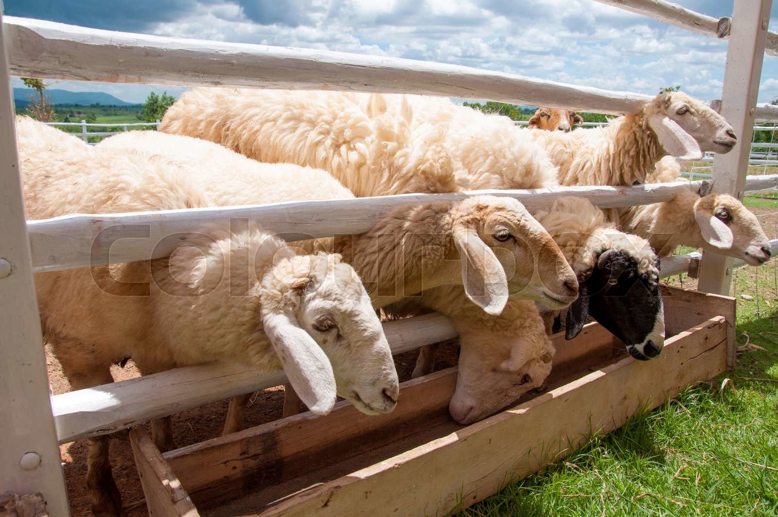 Group of sheep in farm | Stock image | Colourbox
