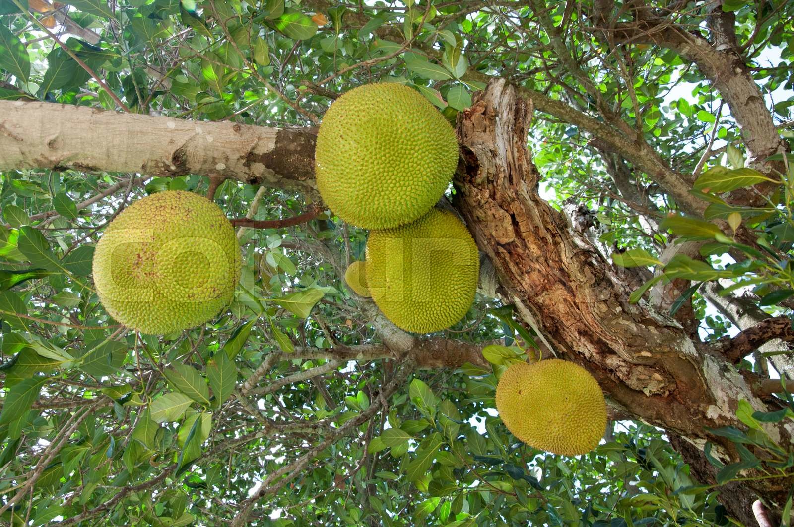 Jackfruit on the tree | Stock image | Colourbox