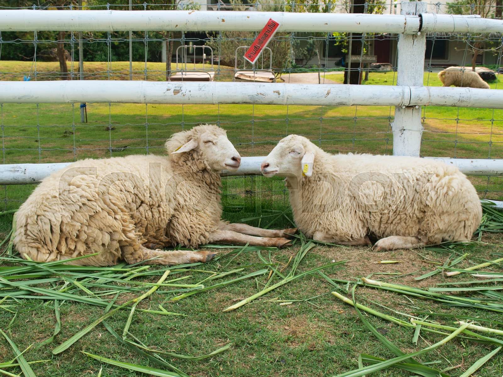 Sheep smile | Stock image | Colourbox