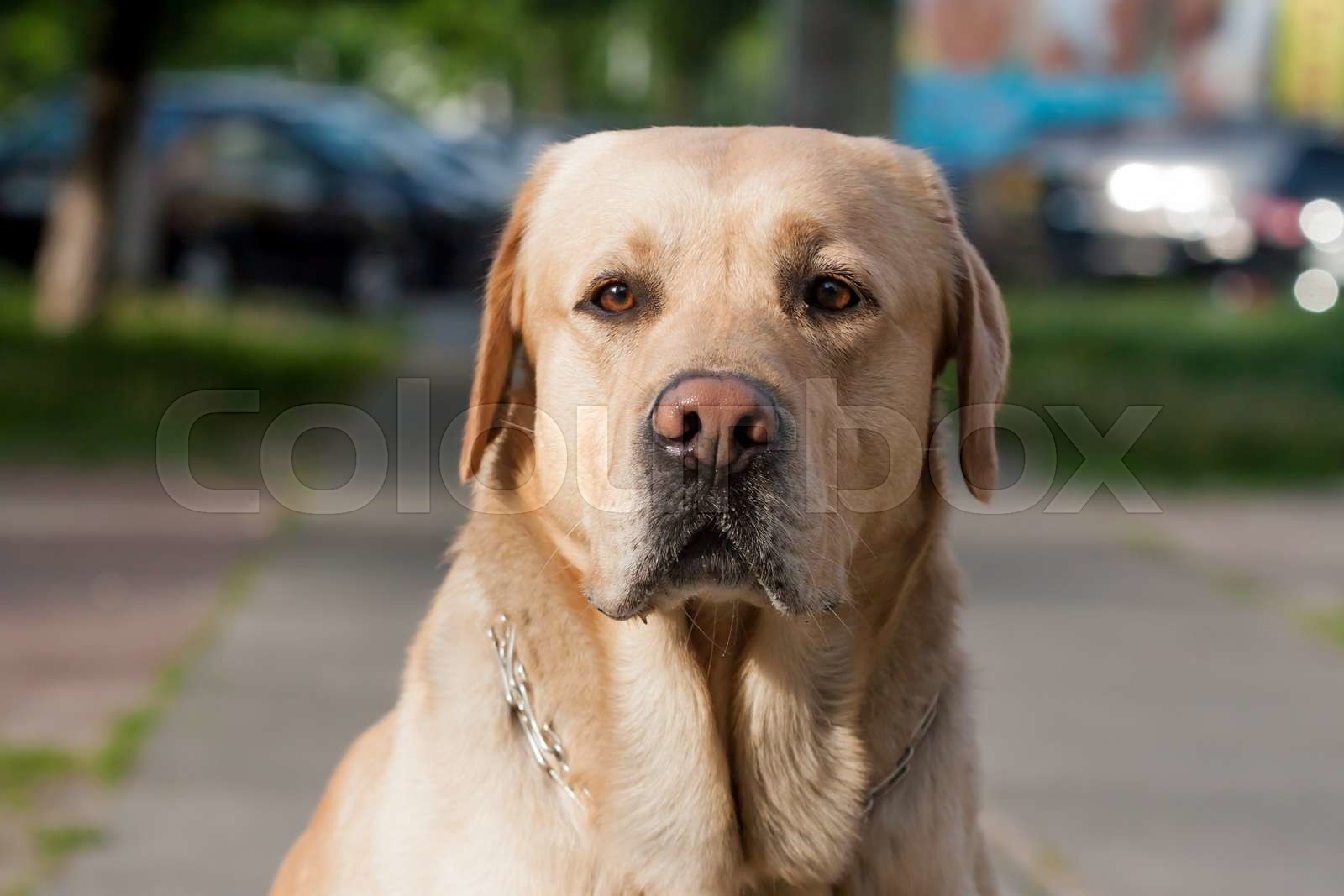 yellow labrador portrait | Stock image | Colourbox