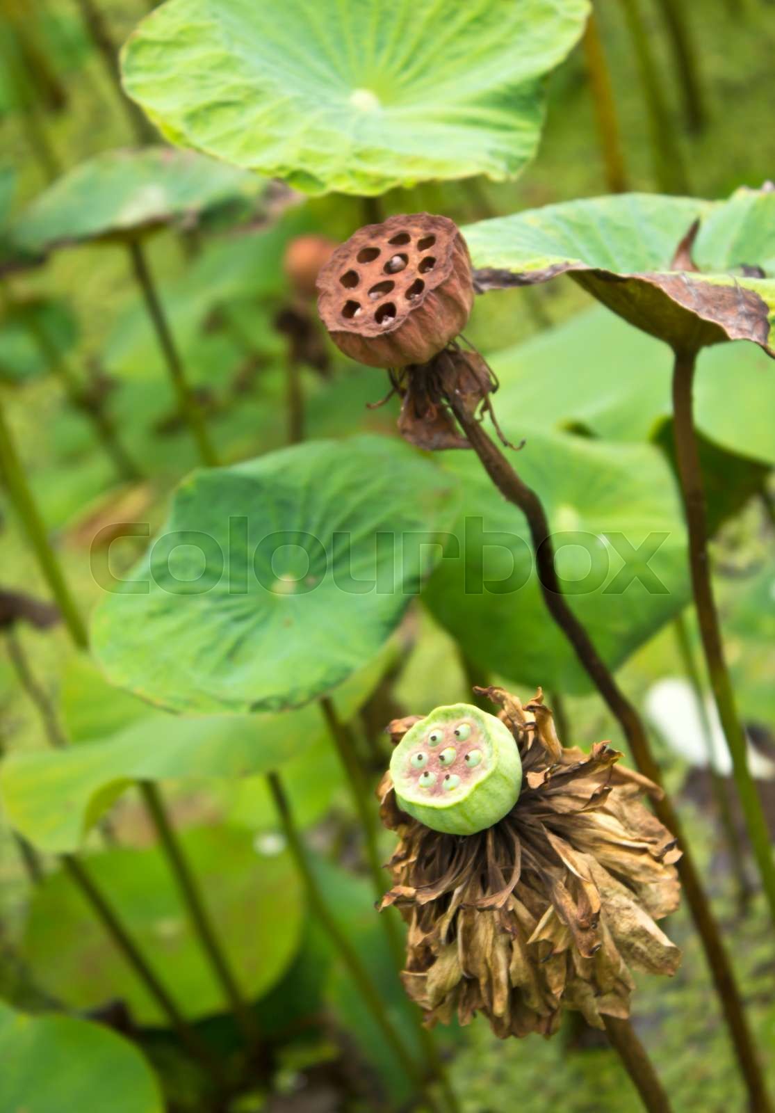 Dry lotus flower | Stock image | Colourbox