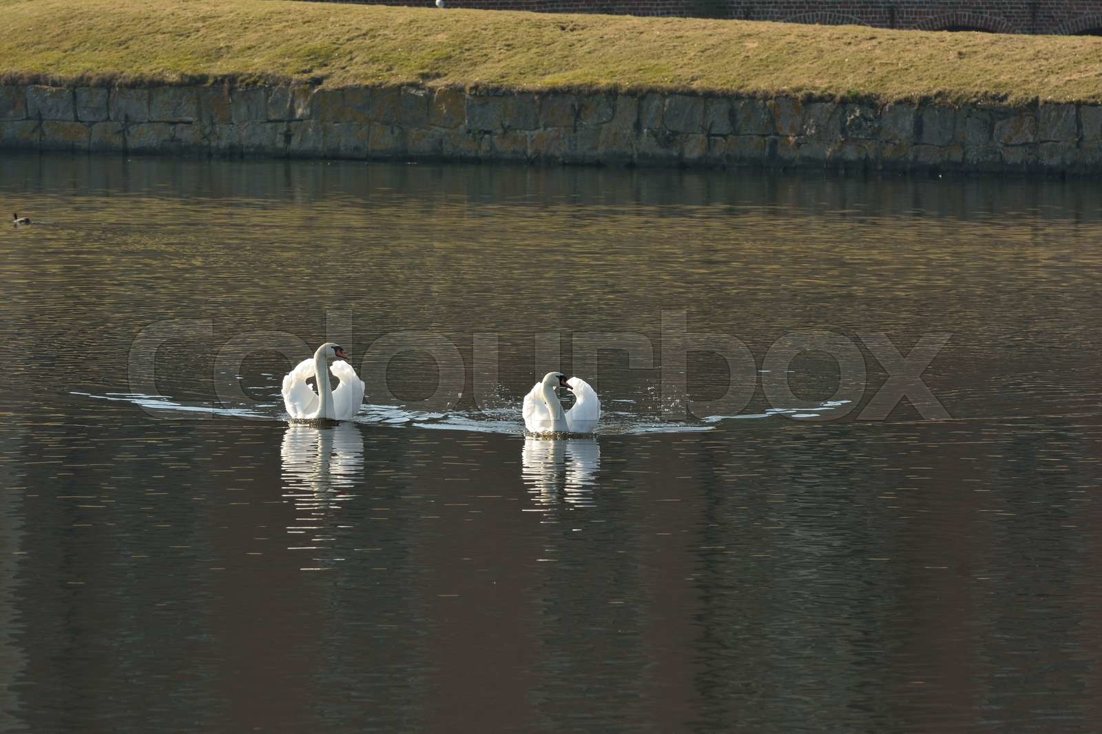 Et par svaner flyver roligt og elegant på søens vand en dejlig dag og ...