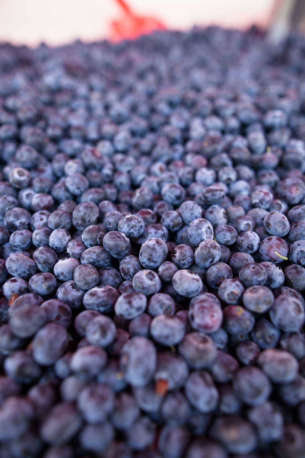 Blueberries | Stock image | Colourbox