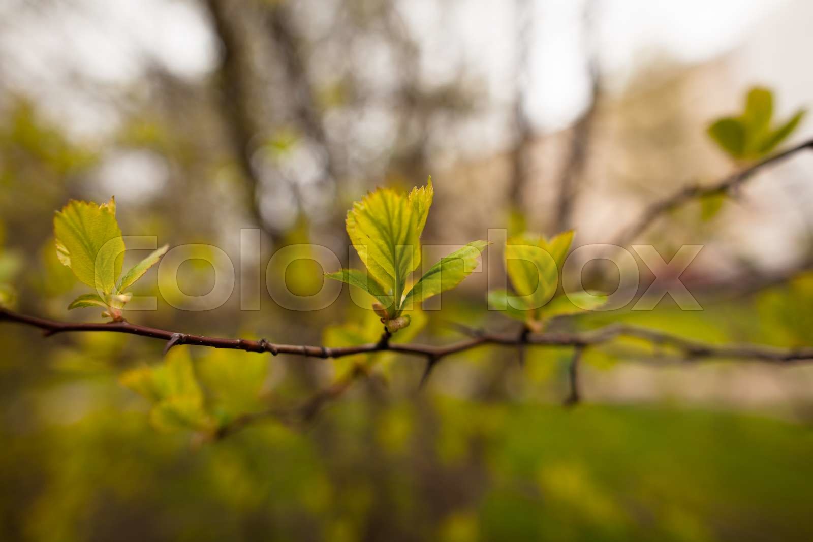 Spring leaves | Stock image | Colourbox