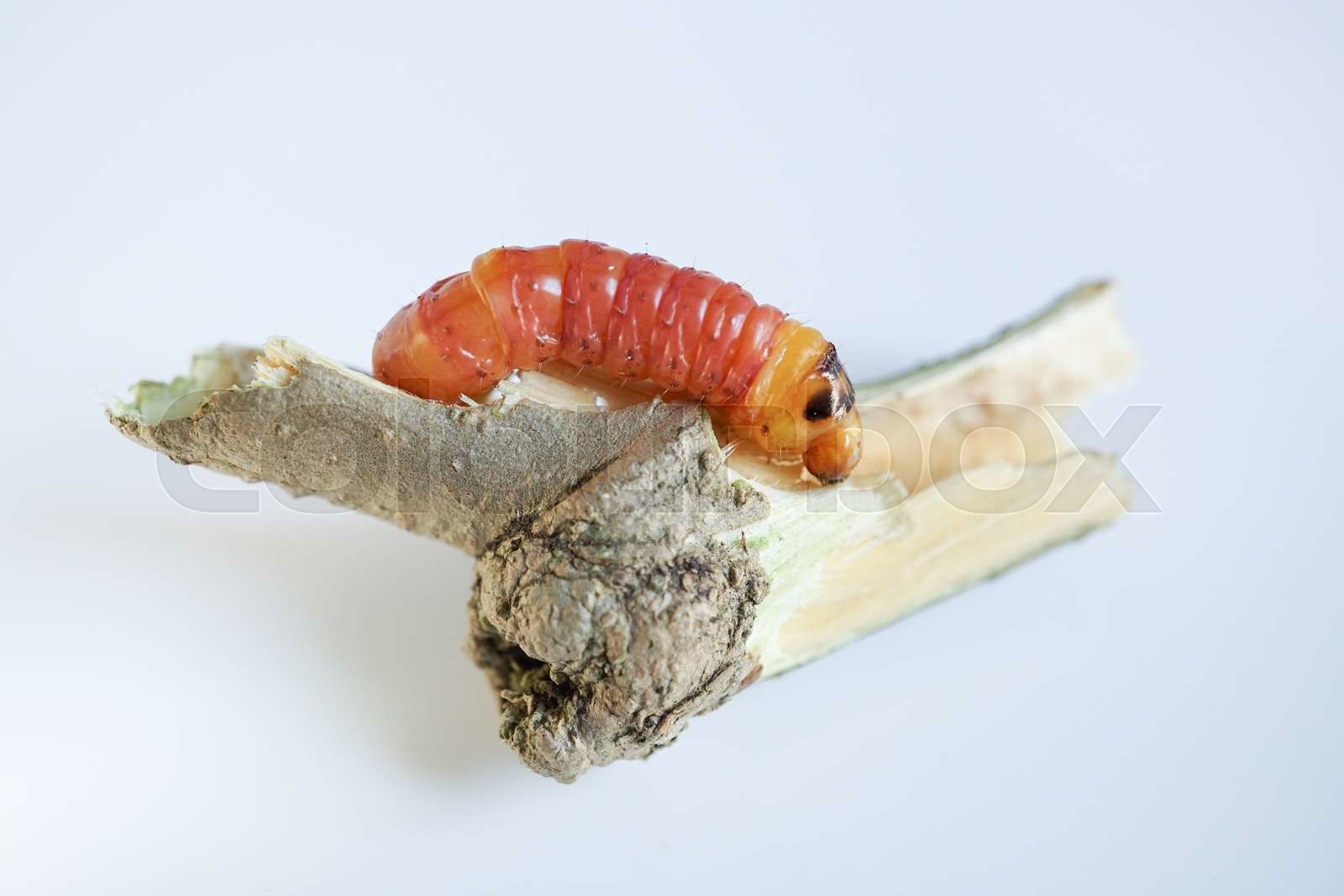 Round Headed Borer larva. | Stock image | Colourbox