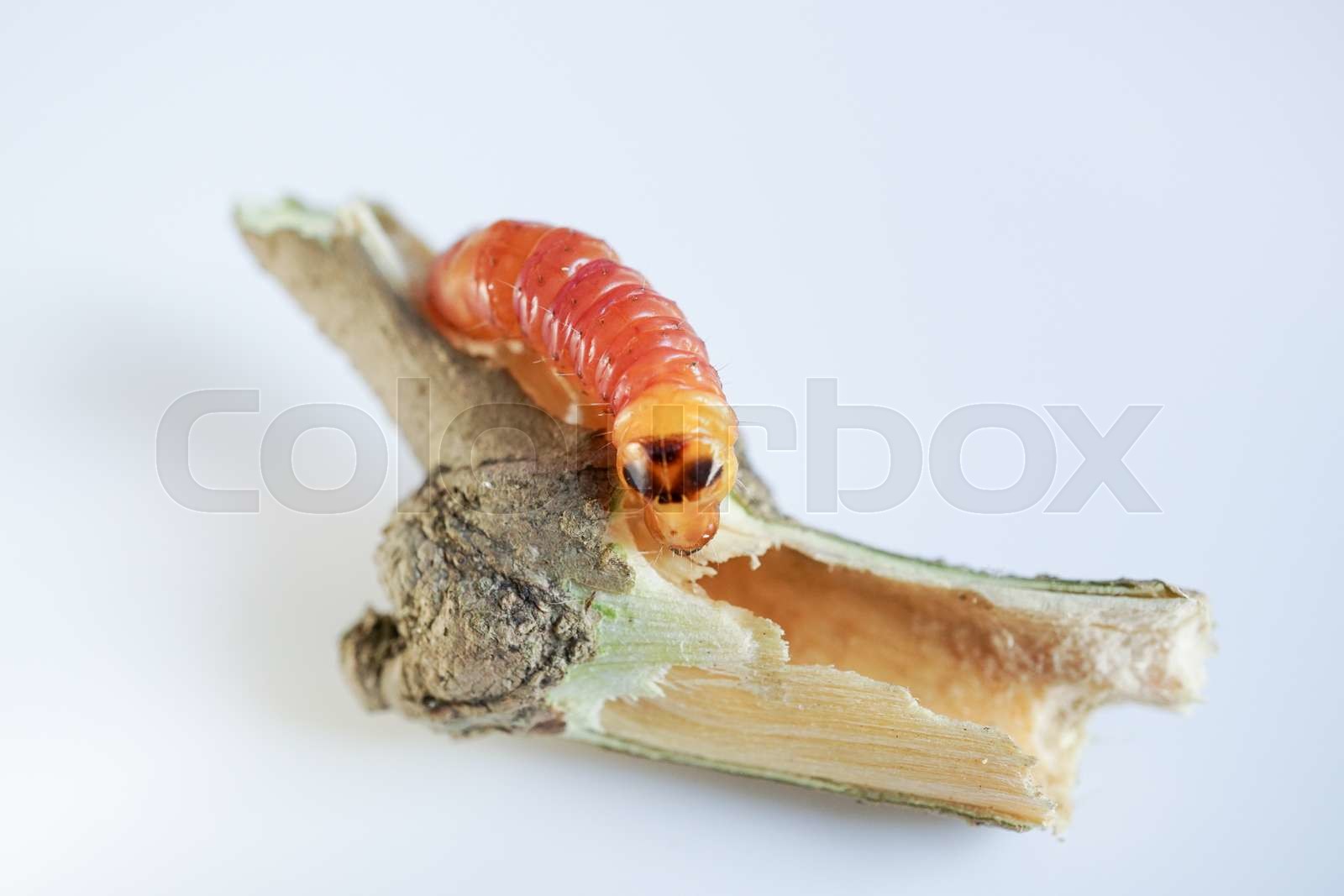 Round Headed Borer larva. | Stock image | Colourbox
