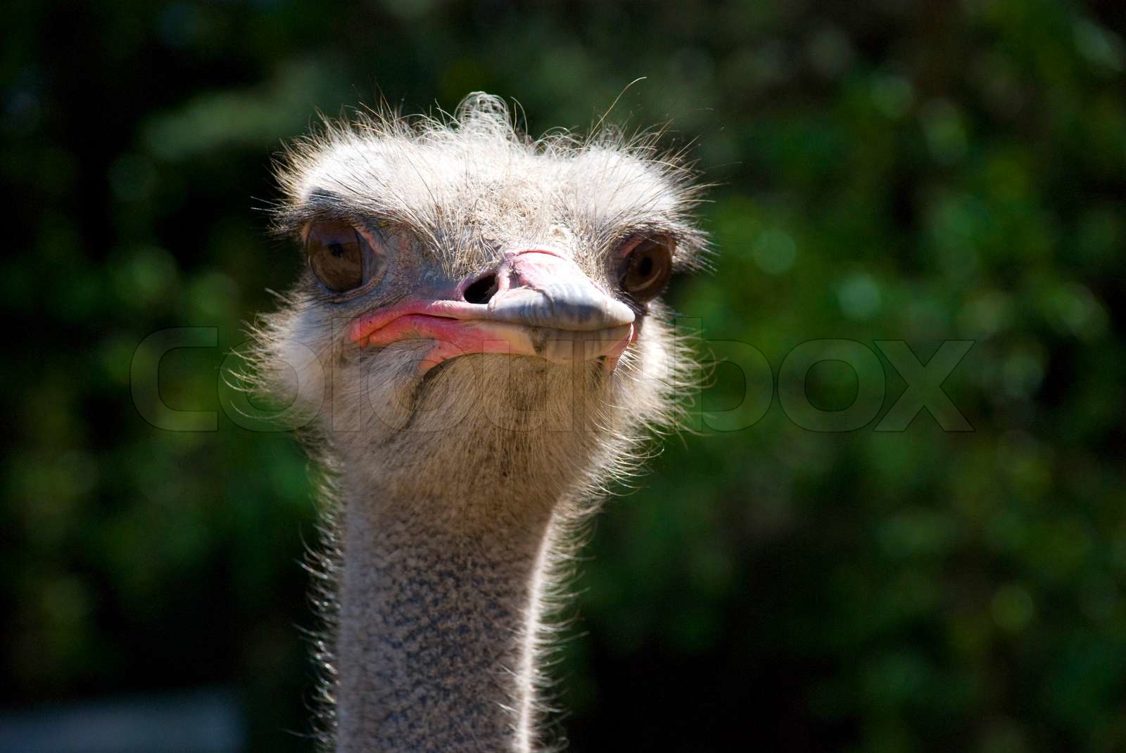 Ostrich Size