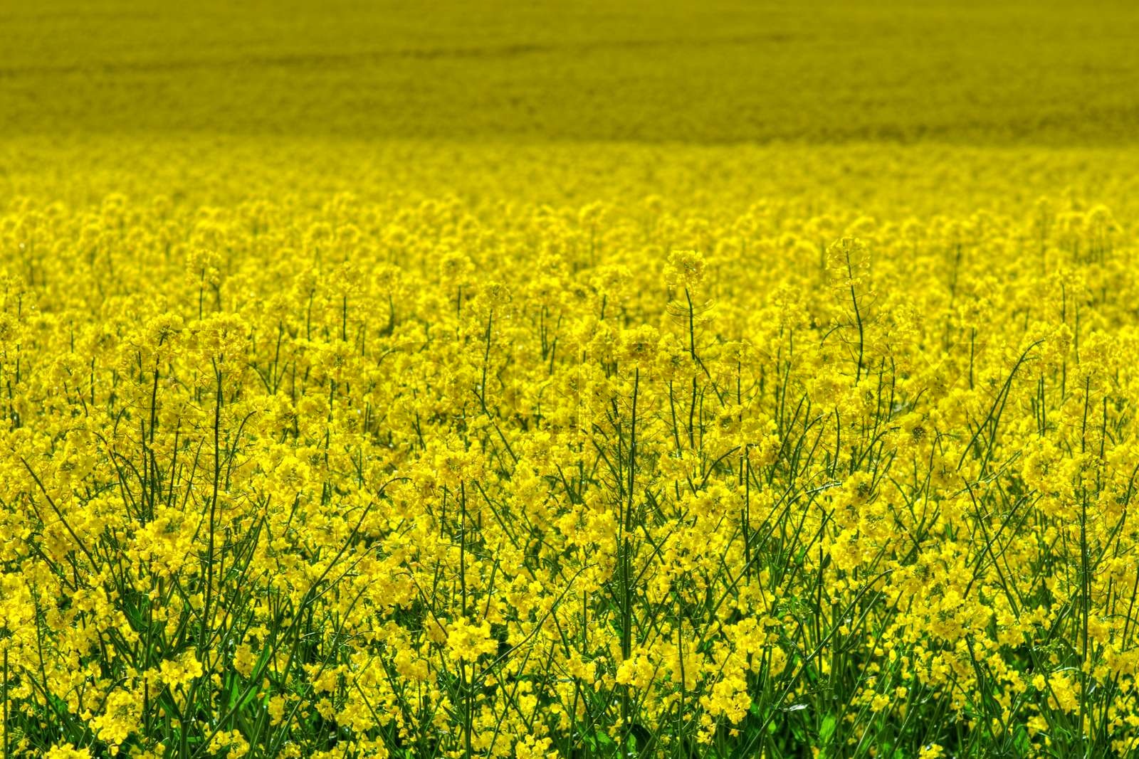 blumen, raps, saat | Stock Bild | Colourbox