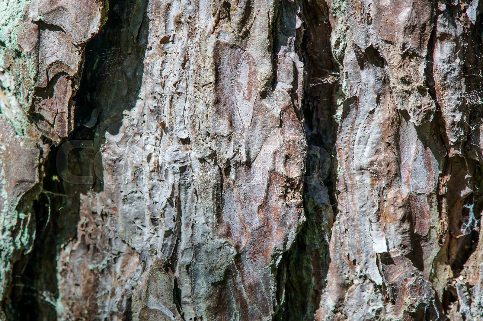 Oak Bark | Stock image | Colourbox
