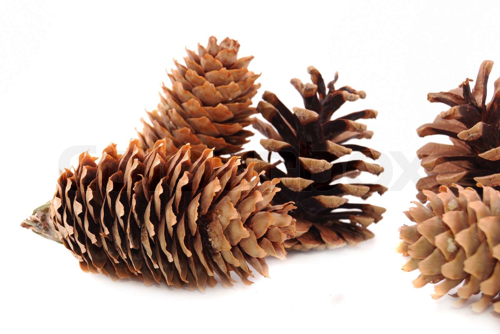 Fur-tree and pine cones on a white background | Stock image | Colourbox