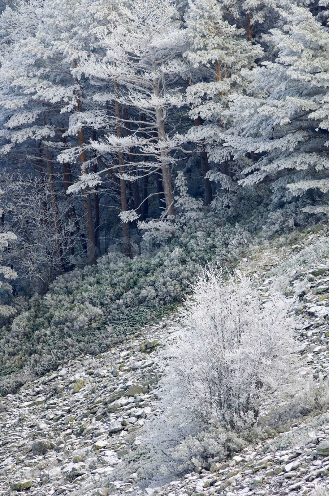 snowfall | Stock image | Colourbox