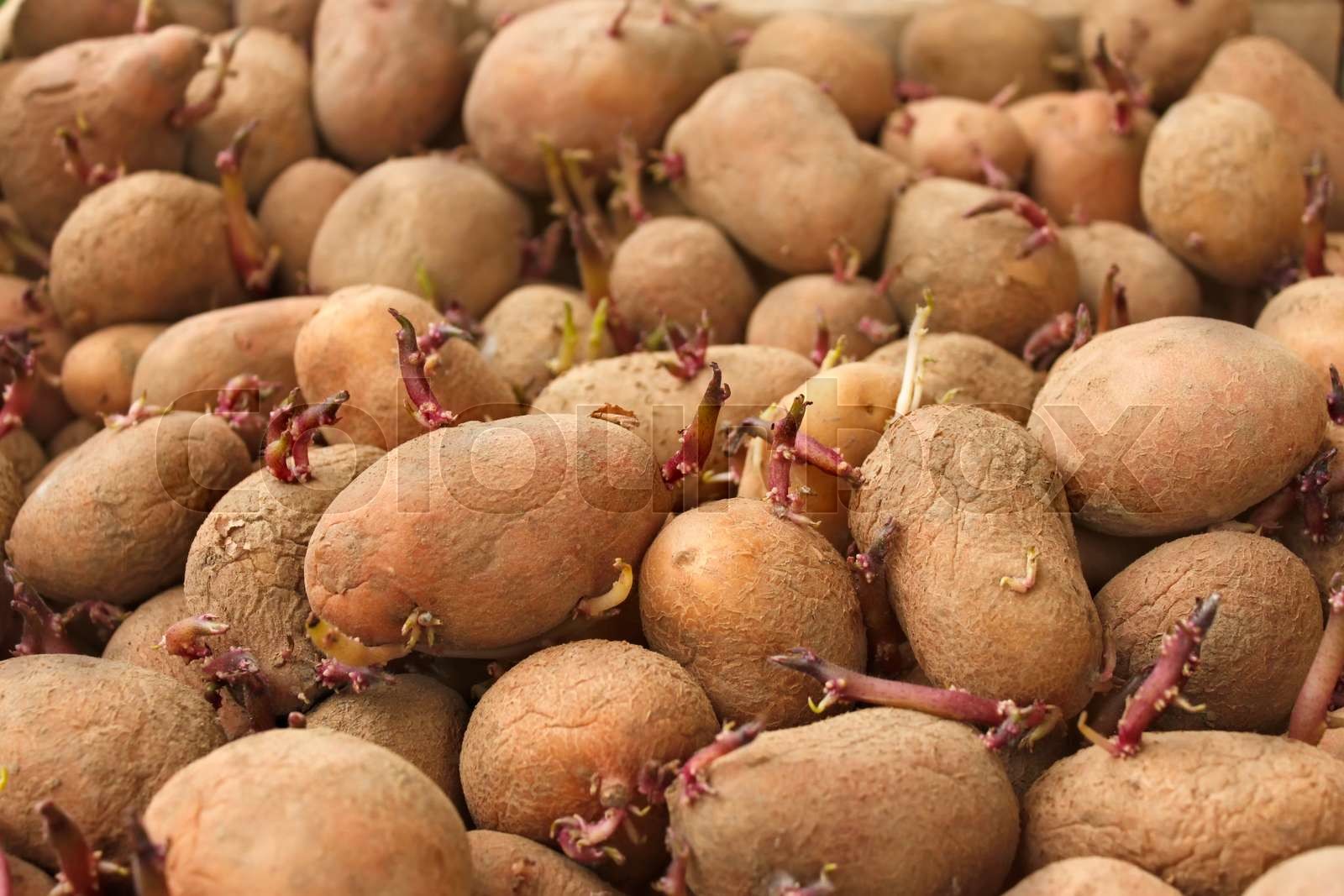 Heap of sprouting potato tubers | Stock image | Colourbox