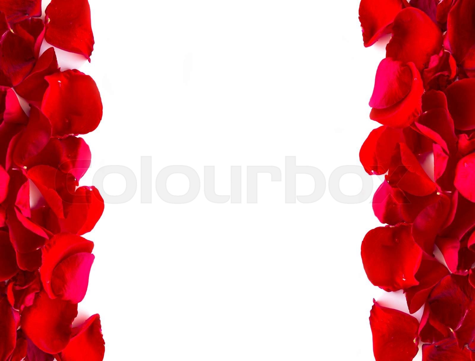 Rose Petals Border | Stock image | Colourbox