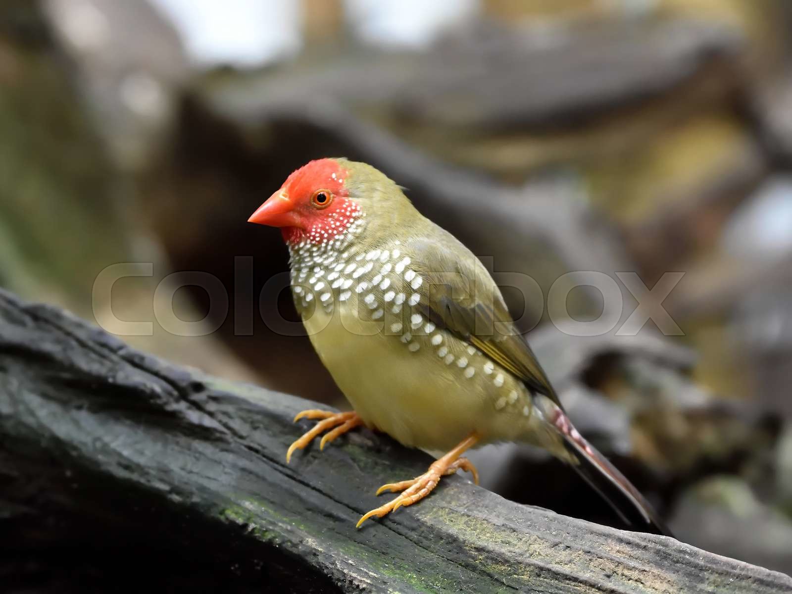 Star finch (Neochmia ruficauda) | Stock foto | Colourbox