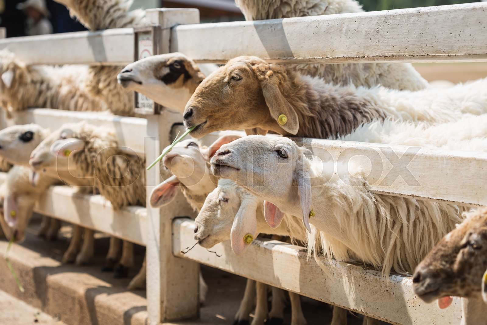 Sheep in farm at Ratchaburi, Thailand | Stock image | Colourbox