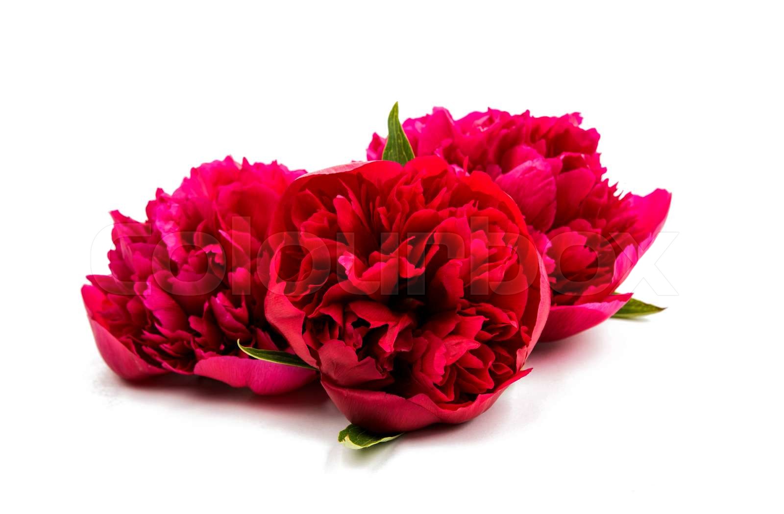 Red piones | Stock image | Colourbox