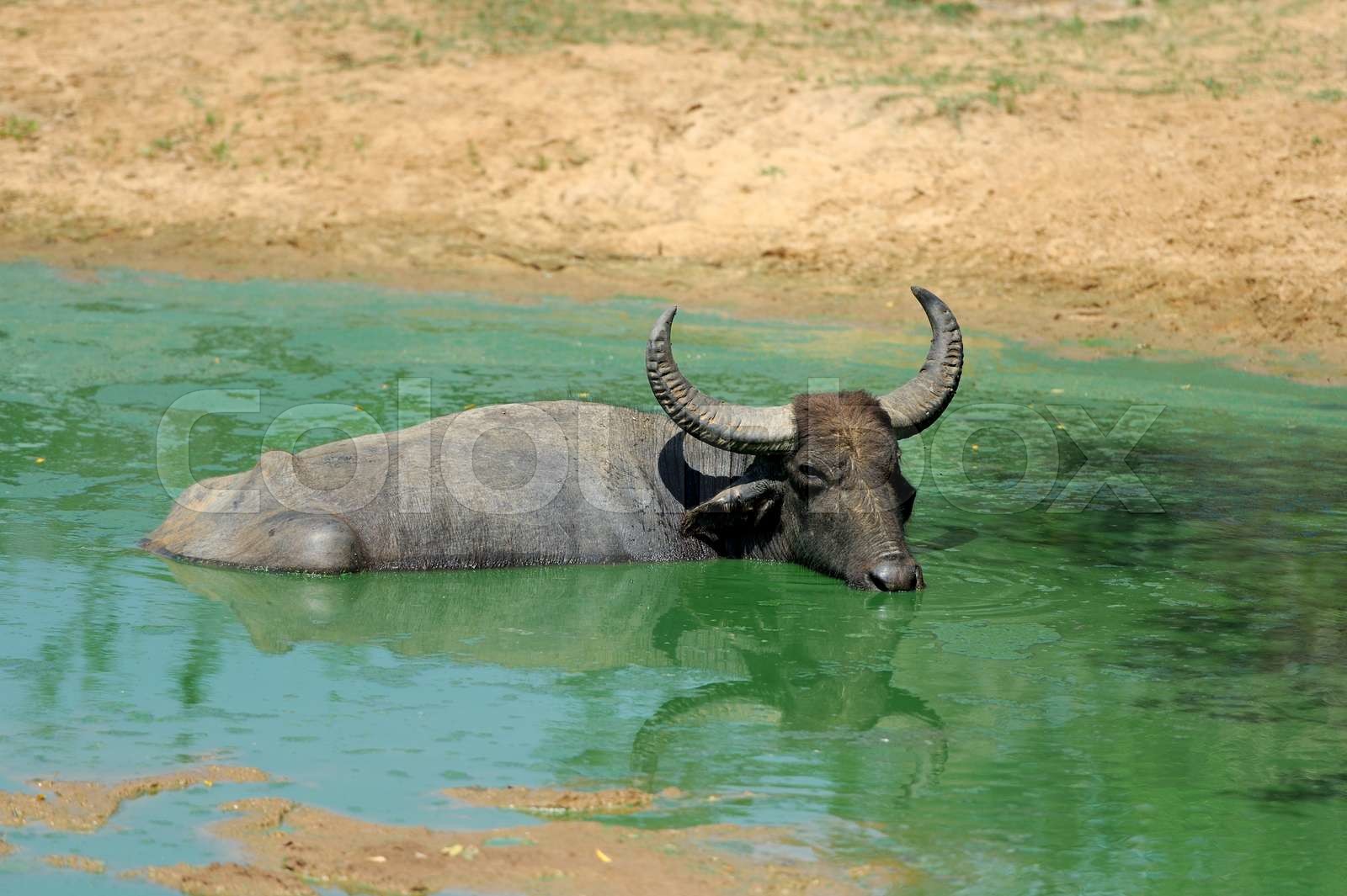 Water buffalo are bathing in a lake | Stock image | Colourbox