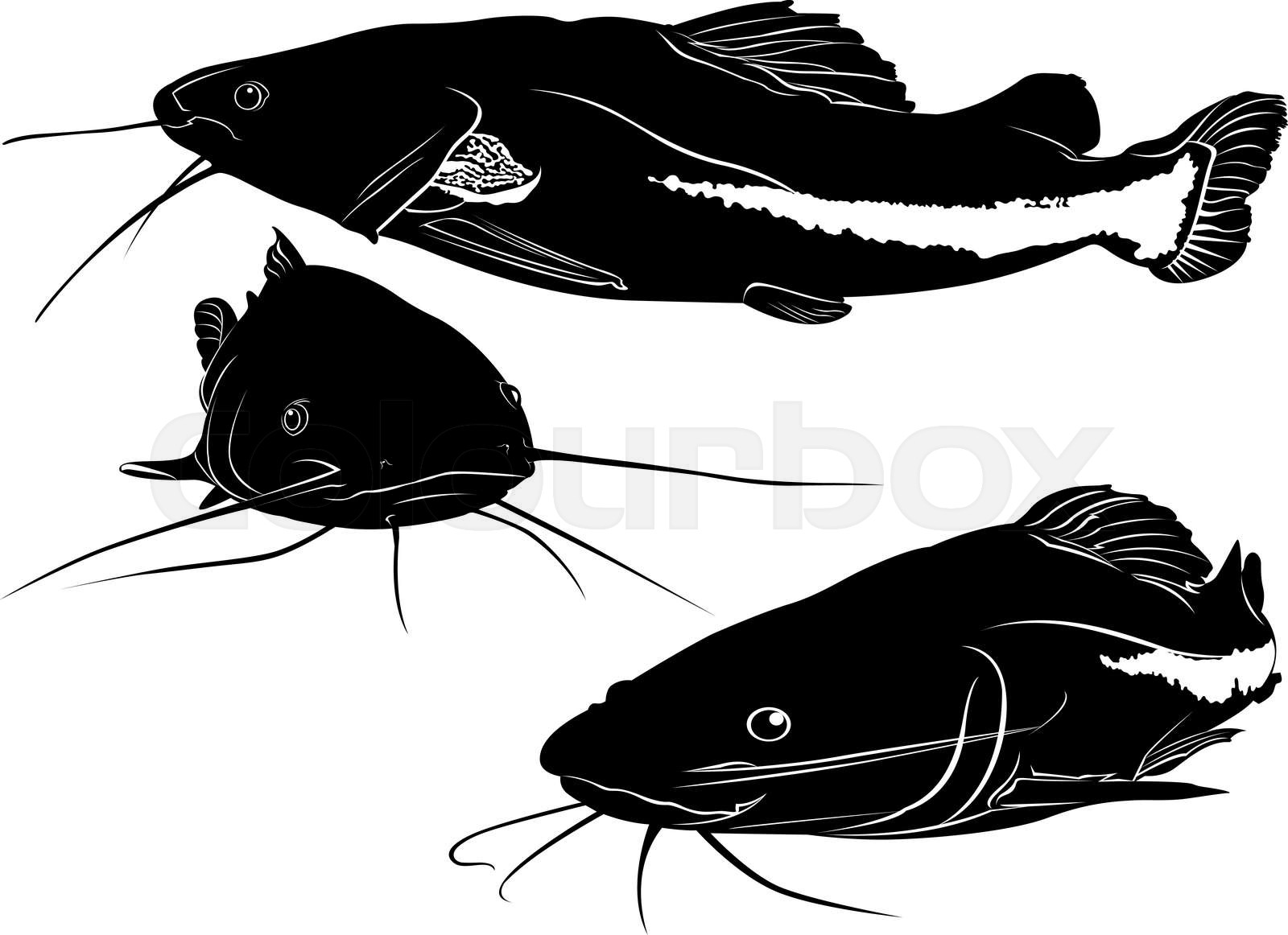 catfish | Stock vector | Colourbox
