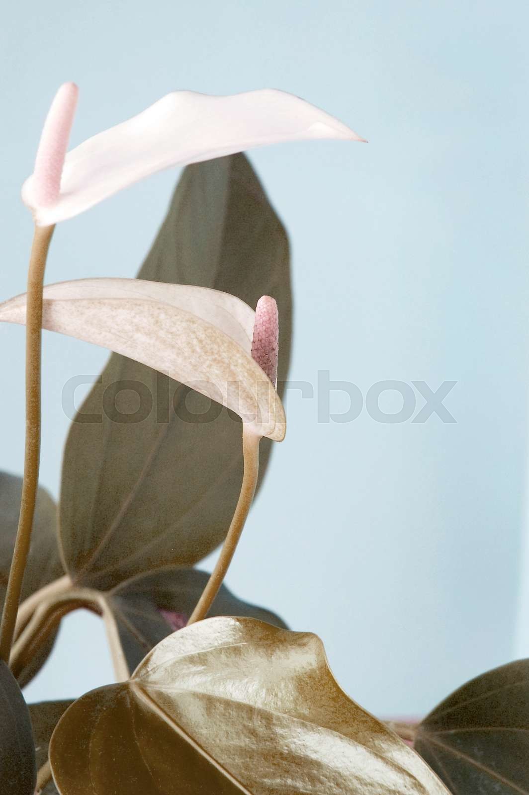 anthurium pastel shade | Stock image | Colourbox