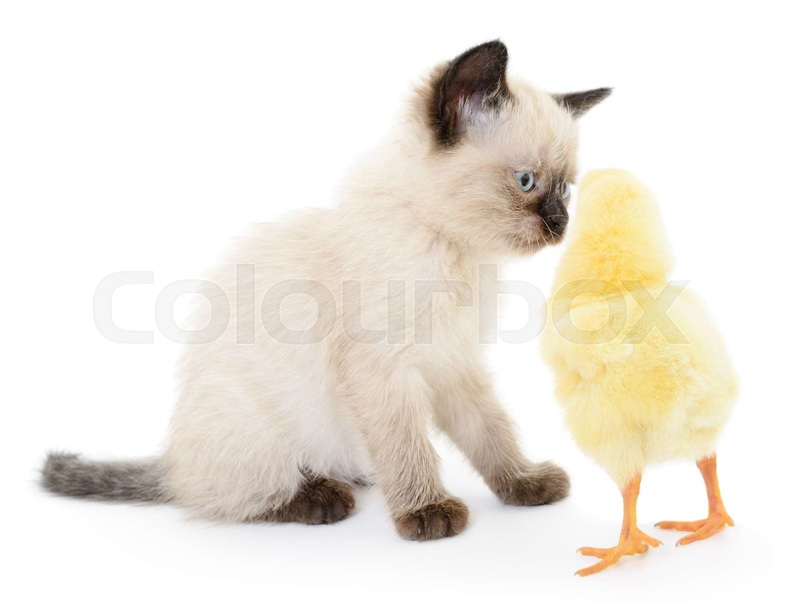 Chicken and kitten | Stock image | Colourbox