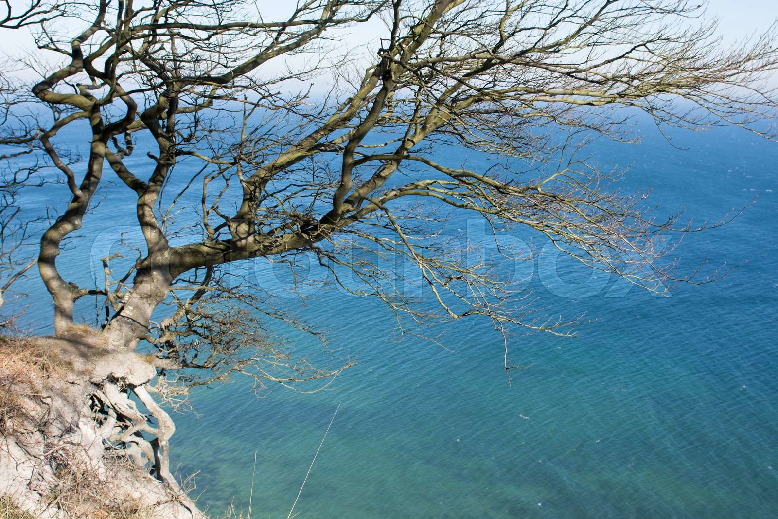Tree hanging off a cliff | Stock image | Colourbox
